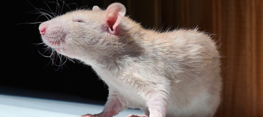 Fun environment a cure for depression? Sad rats overcome genetics ...